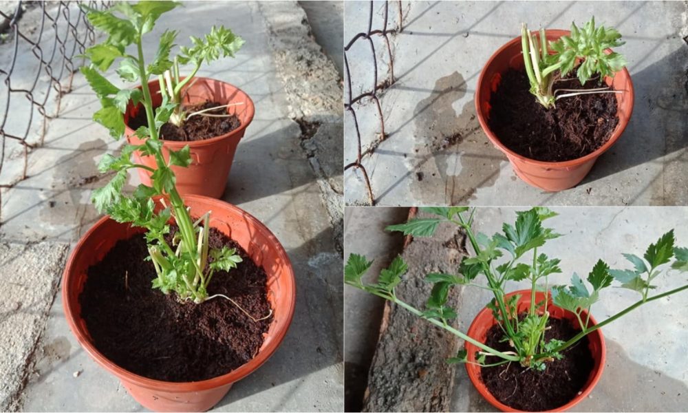Cara Mudah Tanam Pokok Daun Sup, Barulah Pokok Cepat Besar - Arus Perdana