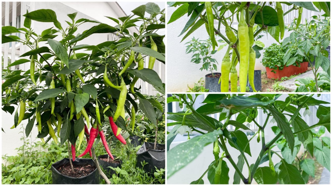 Tip Tanam Lada Solok Supaya Berbuah Lebat & Tahan Penyakit, Daun Tak ...