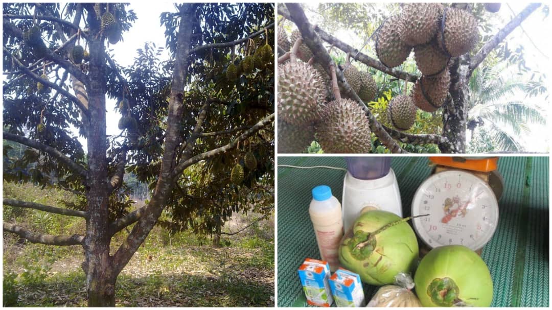 Petua Lebatkan Buah Durian Dari Petani Thailand Sampai Penuh Dahan ...