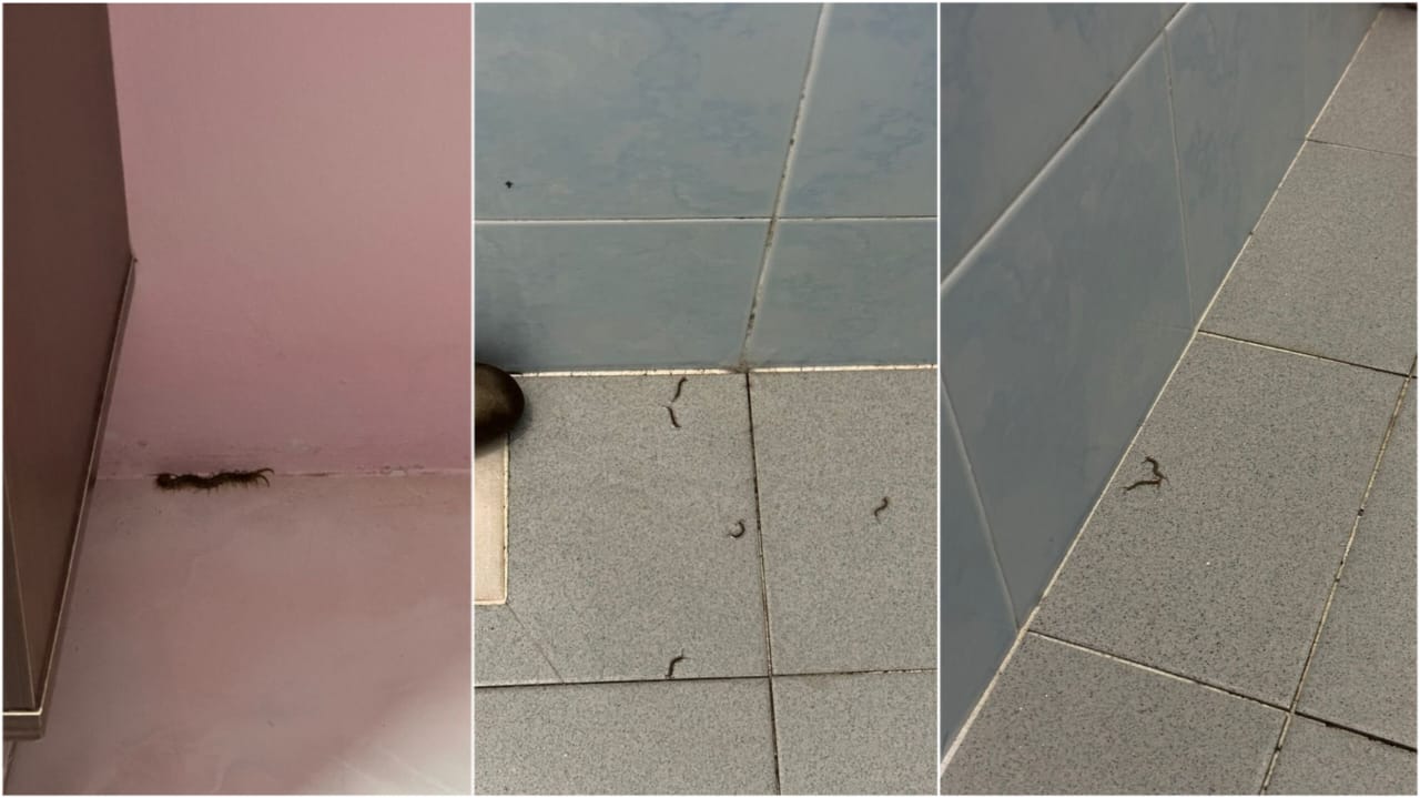 Cara Mudah Matikan Lipan, Sembur Air Sabun Cuci Pinggan Saja! - Arus ...