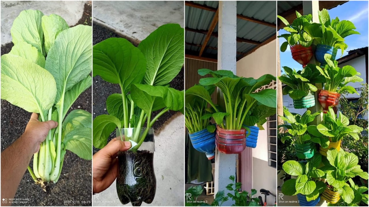 Segarnya Sawi King Kong, Tanam Dalam Bekas Botol Sahaja. Sangkut Pada ...