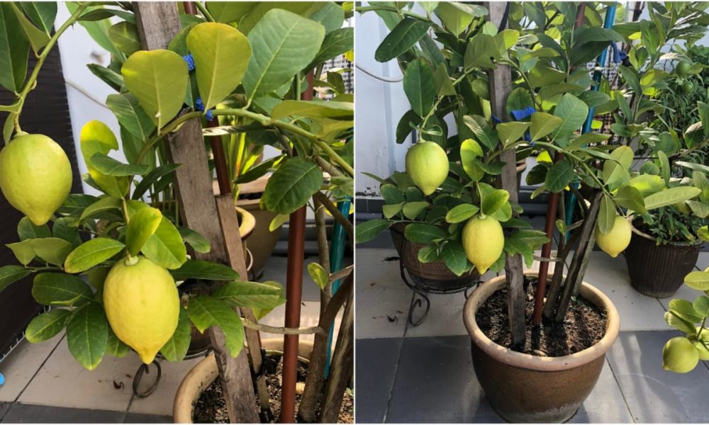 Tak Perlu Baja Cuma Siram Saja, Tip Pokok Lemon Cepat Berbuah – Arus ...