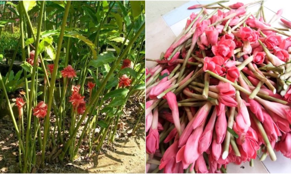 Ini Cara Potong Yang Betul. Kalau Ambil Bunga Kantan Jangan Potong ...