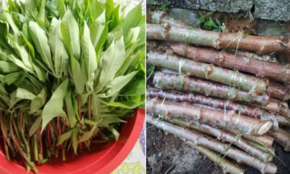 Cara Tanam Ubi Kayu Untuk Tuaian Pucuk, Boleh Tanam Dalam Pasu - Arus ...