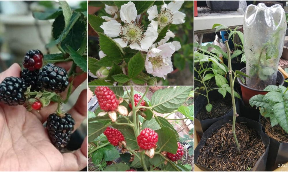 Nak Tanam Blackberry Dalam Pasu, Kena Pilih Jenis Ini Supaya Tahan ...
