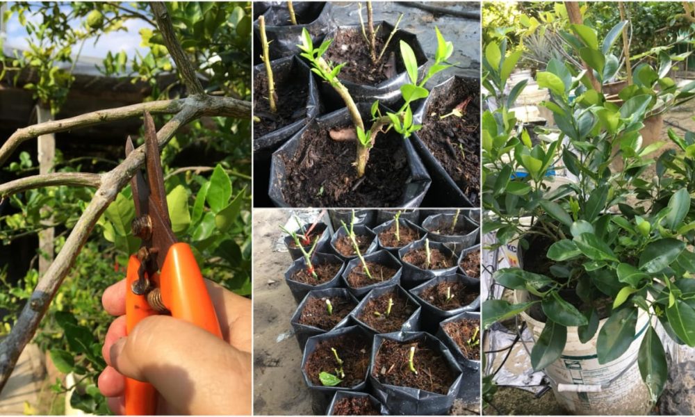 Cara Tanam Pokok Limau Purut, Kasturi & Lemon Guna Keratan Dahan. Lagi ...