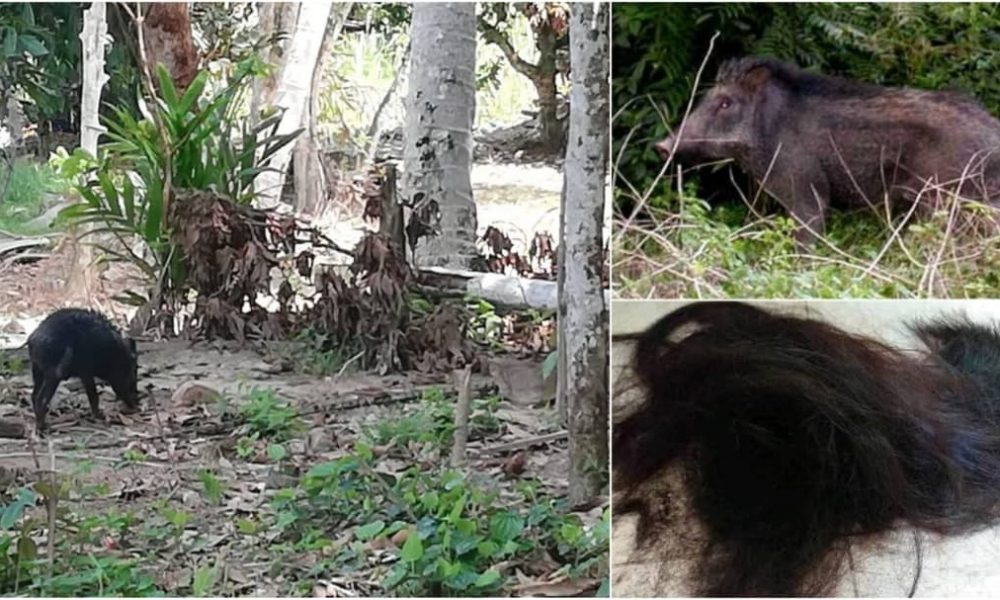 10 Cara Elak Serangan Khinzir Dari Rosakkan Tanaman. Salah Satu Guna ...