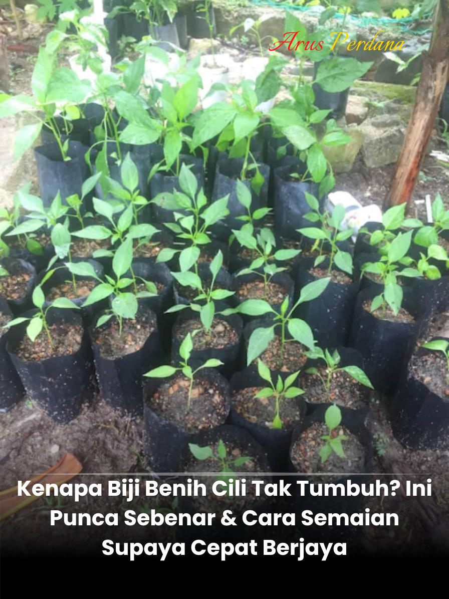 Kenapa Biji Benih Cili Tak Tumbuh? Ini Punca Sebenar