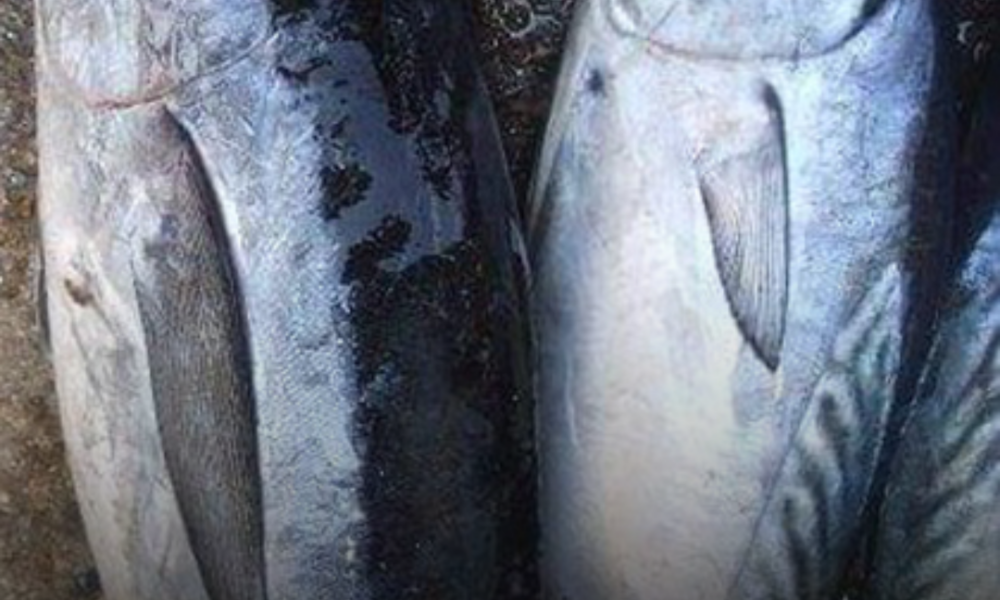 Ramai Tak Tahu, Rupanya Ikan Tongkol Ada Dua Jenis